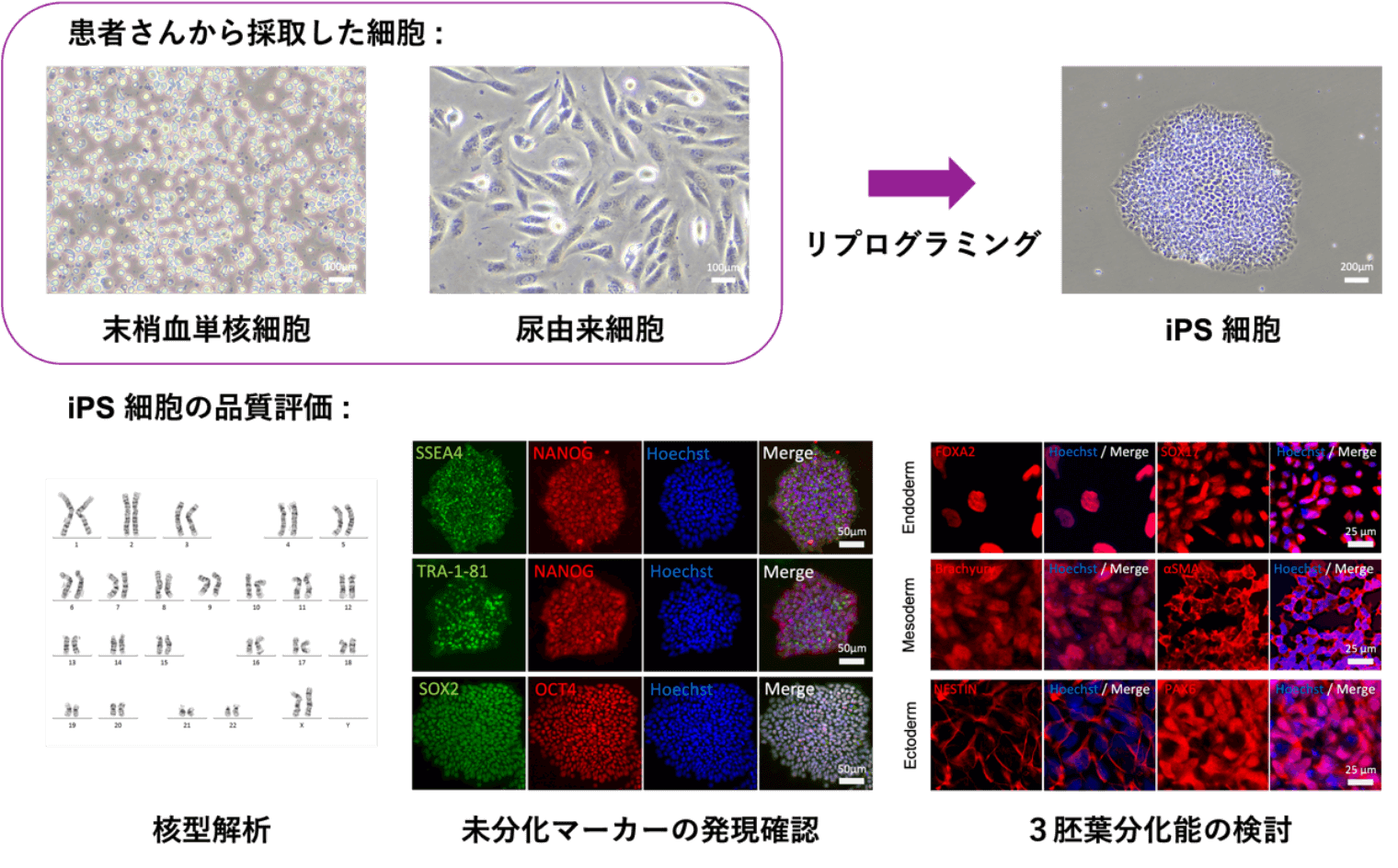 Supakul’s Group | Division of CNS Regeneration and Drug Discovery, International Center for ...